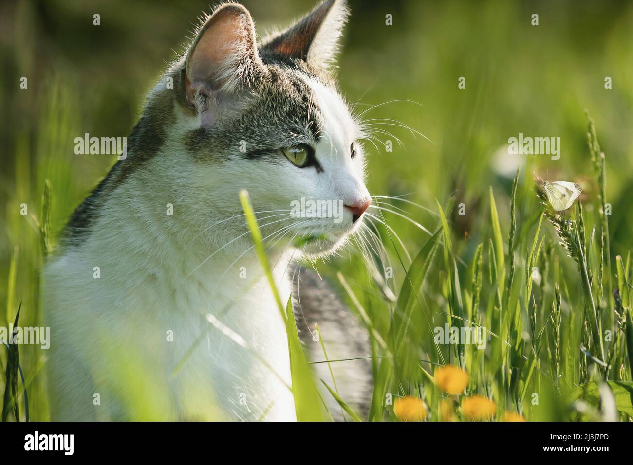 Sunny day outside hi-res stock photography and images - Alamy