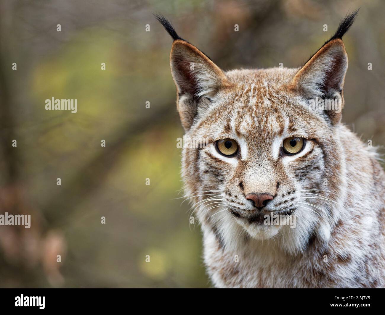 Eurasian lynx, Lynx lynx, northern lynx, lynx Stock Photo - Alamy