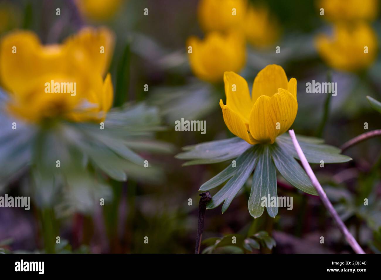 Winterling, Eranthis hyemalis Stock Photo - Alamy