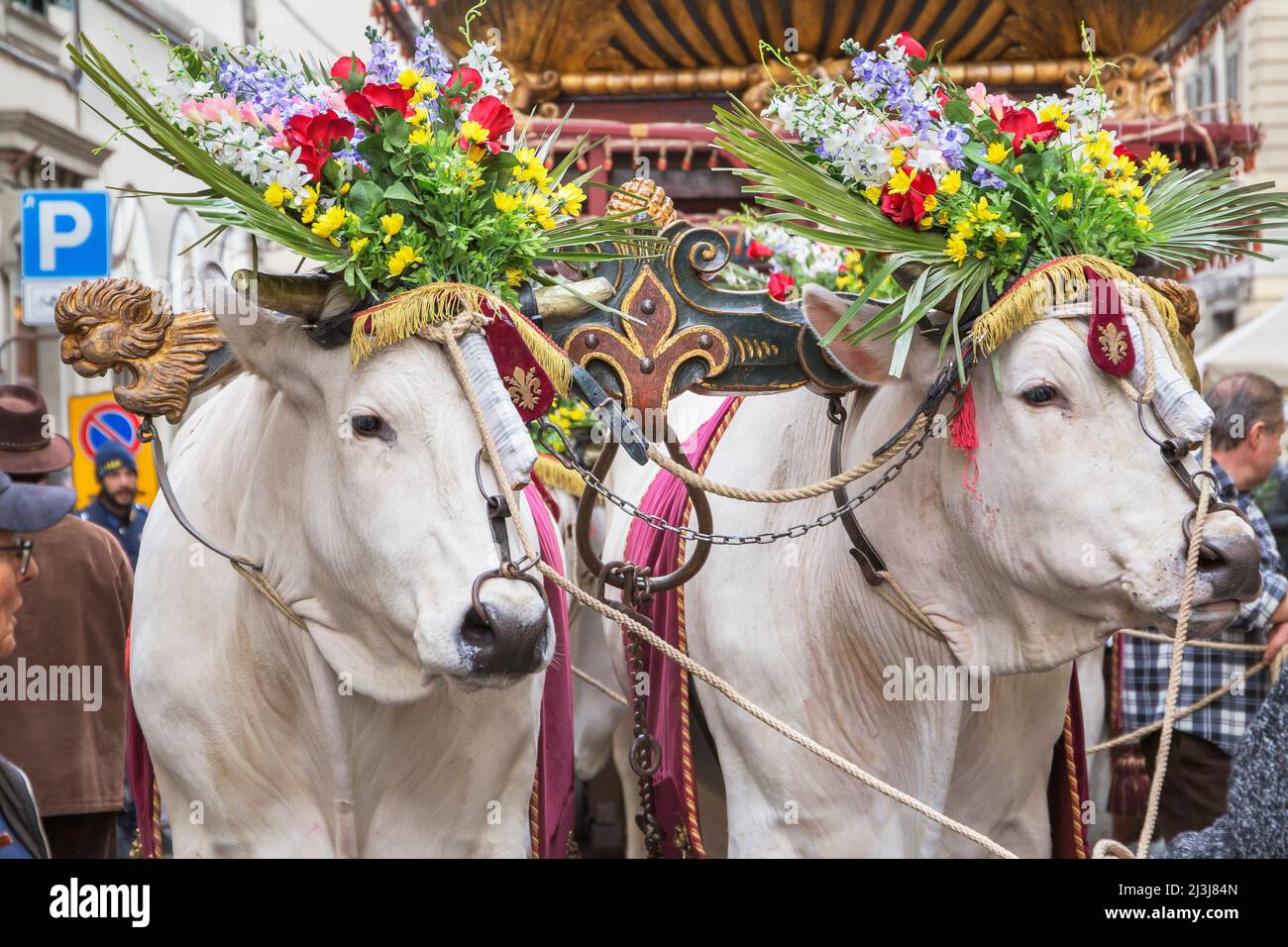 Florence Cows On Parade Meet The Cows & Artists Of CowParade 2021