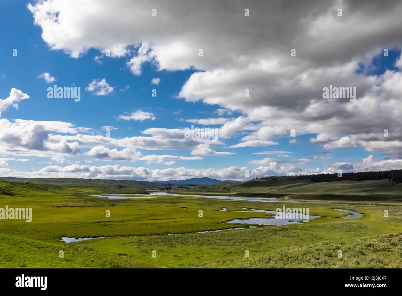 Hayden Valley looking lush and green, a suitable home for Buffalo in ...