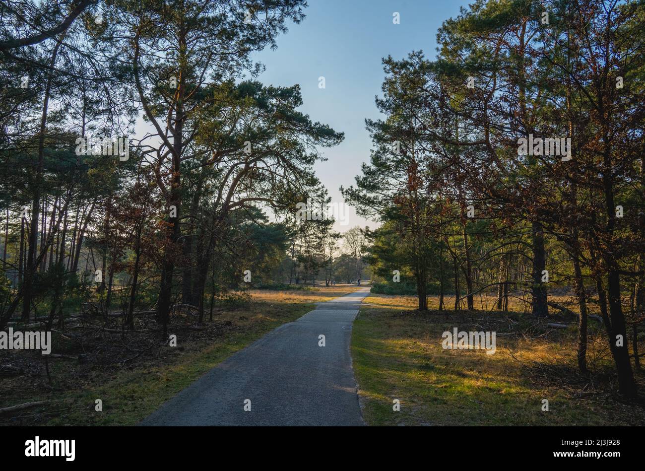 path in a Dutch forest Stock Photo - Alamy
