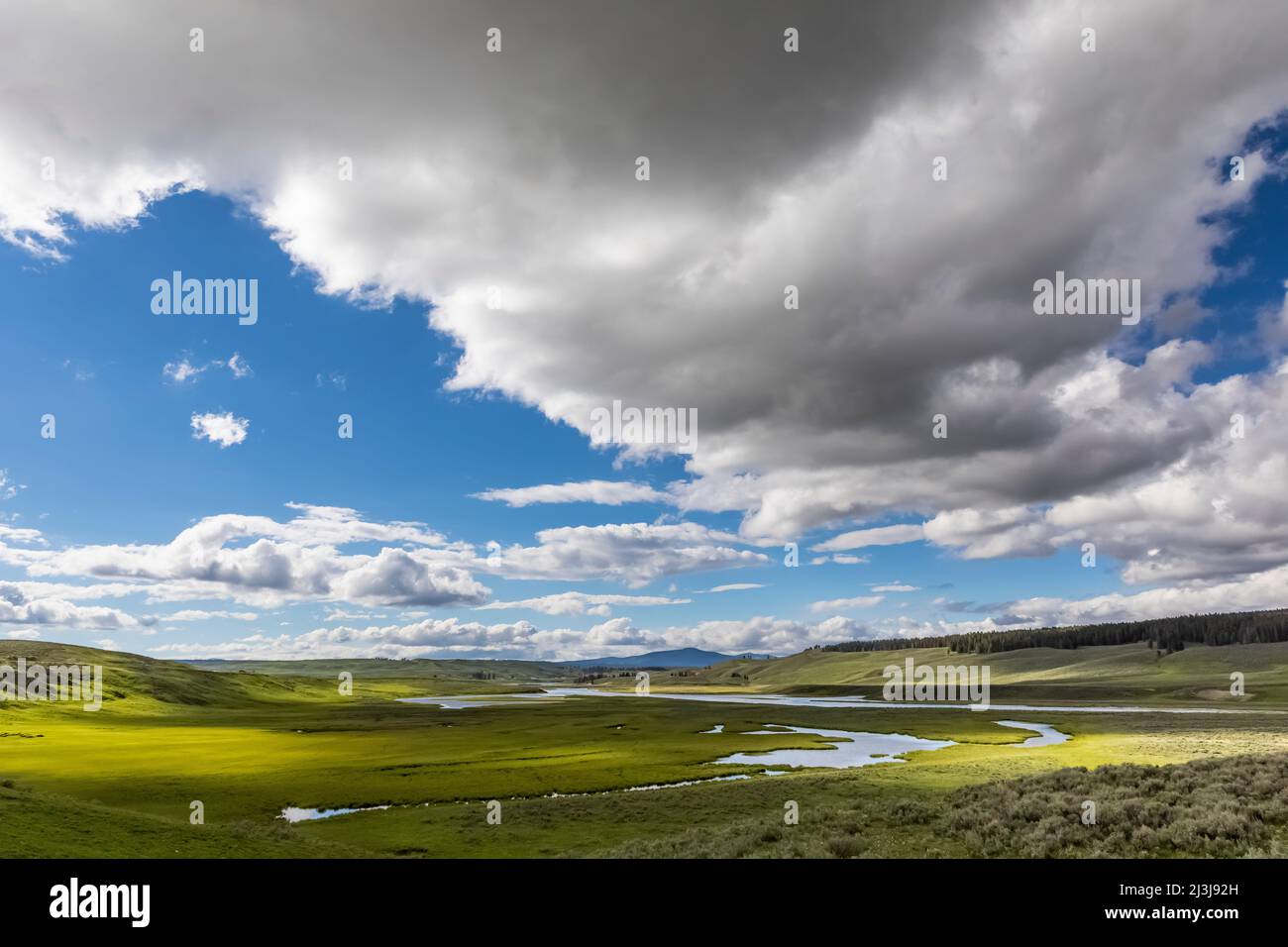 Hayden Valley looking lush and green, a suitable home for Buffalo in ...