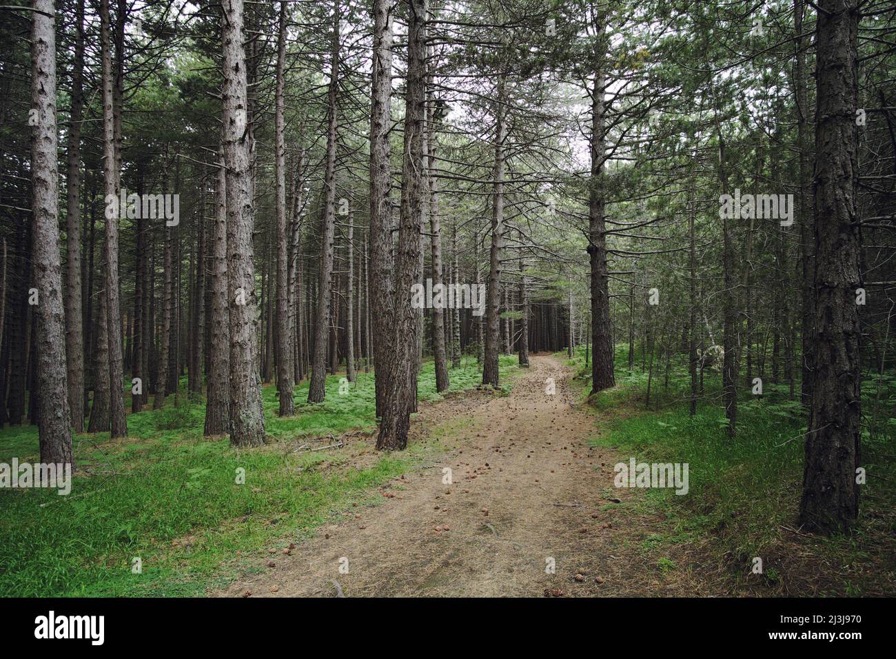 path in a pinewood of Etna Park, Sicily Stock Photo - Alamy