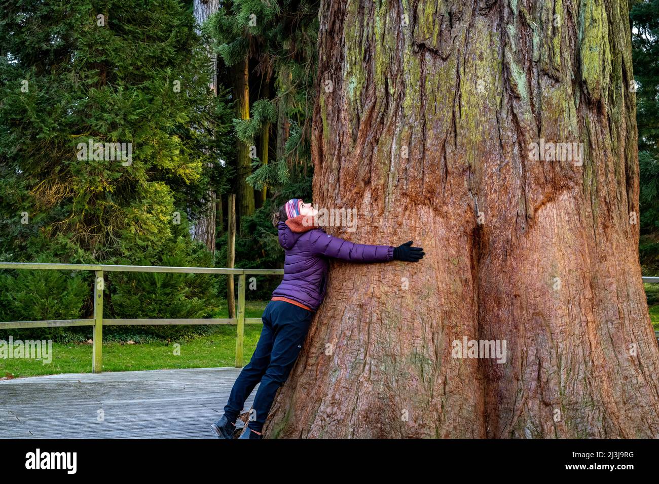 Redwood trees family hi-res stock photography and images - Alamy