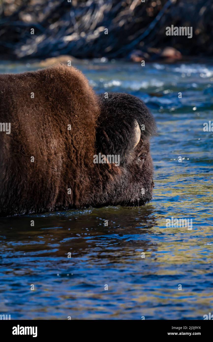 Bison yellowstone slough hi-res stock photography and images - Alamy