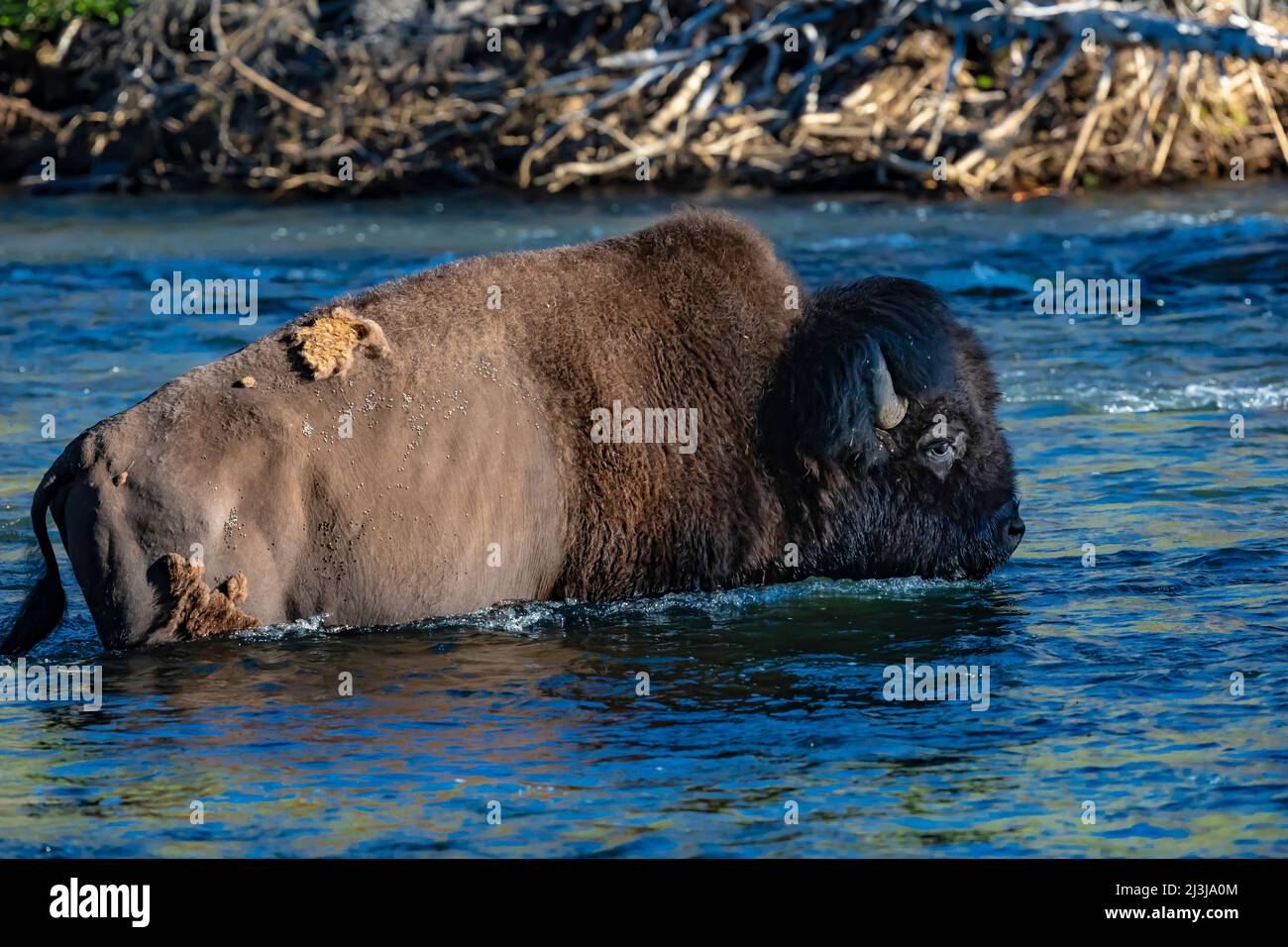 Buffalo crossing Slough Creek in Yellowstone National Park, USA Stock ...