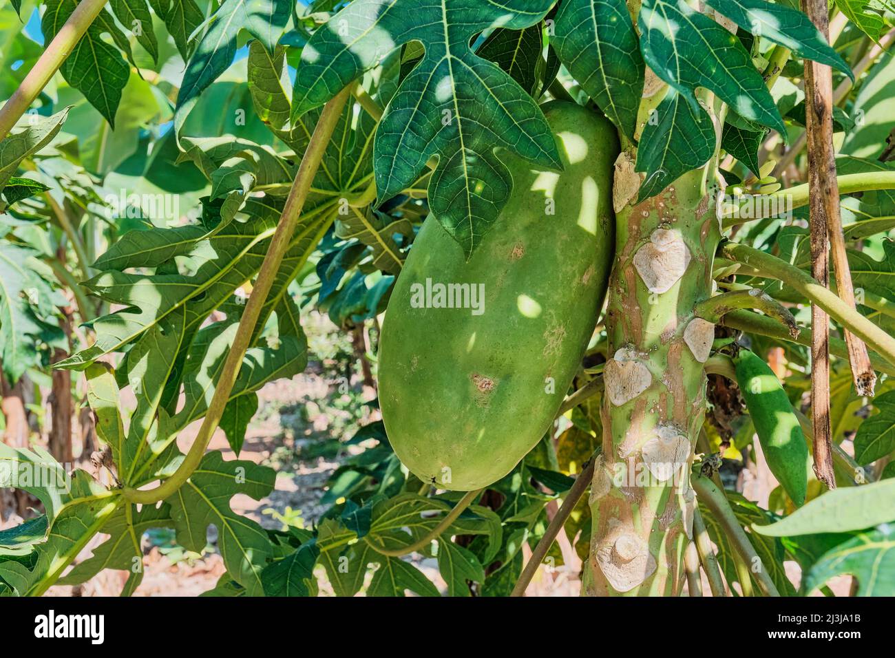 Unripe papaya hi-res stock photography and images - Alamy
