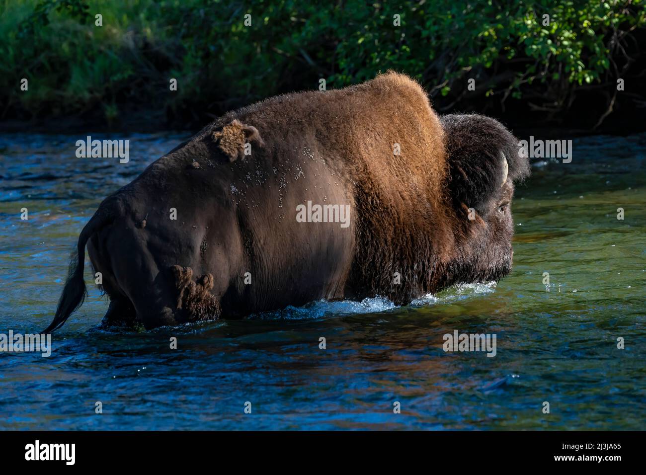 Buffalo crossing Slough Creek in Yellowstone National Park, USA Stock ...