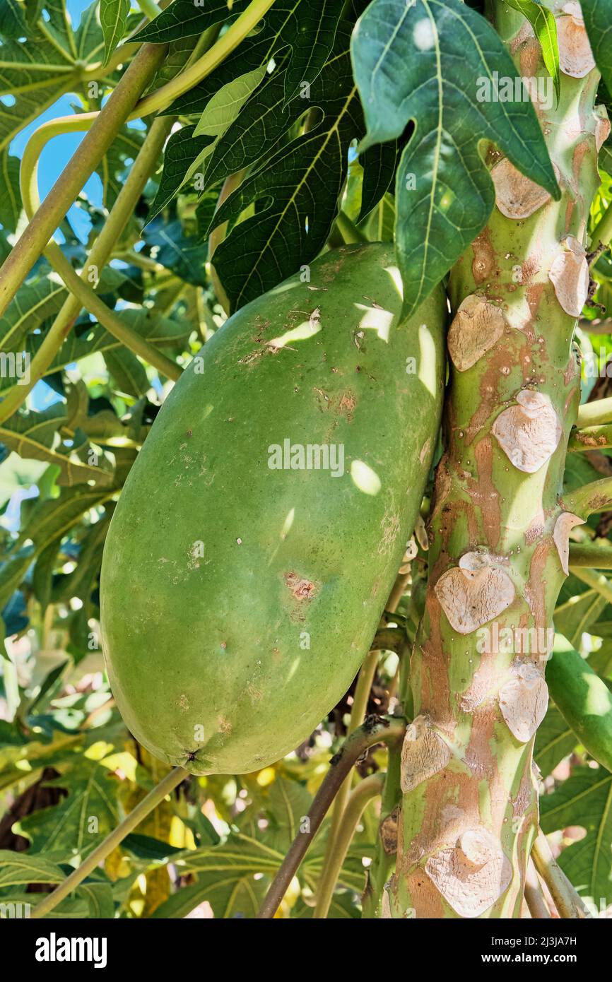 One unripe papaya fruit of tropical papaya tree Stock Photo - Alamy