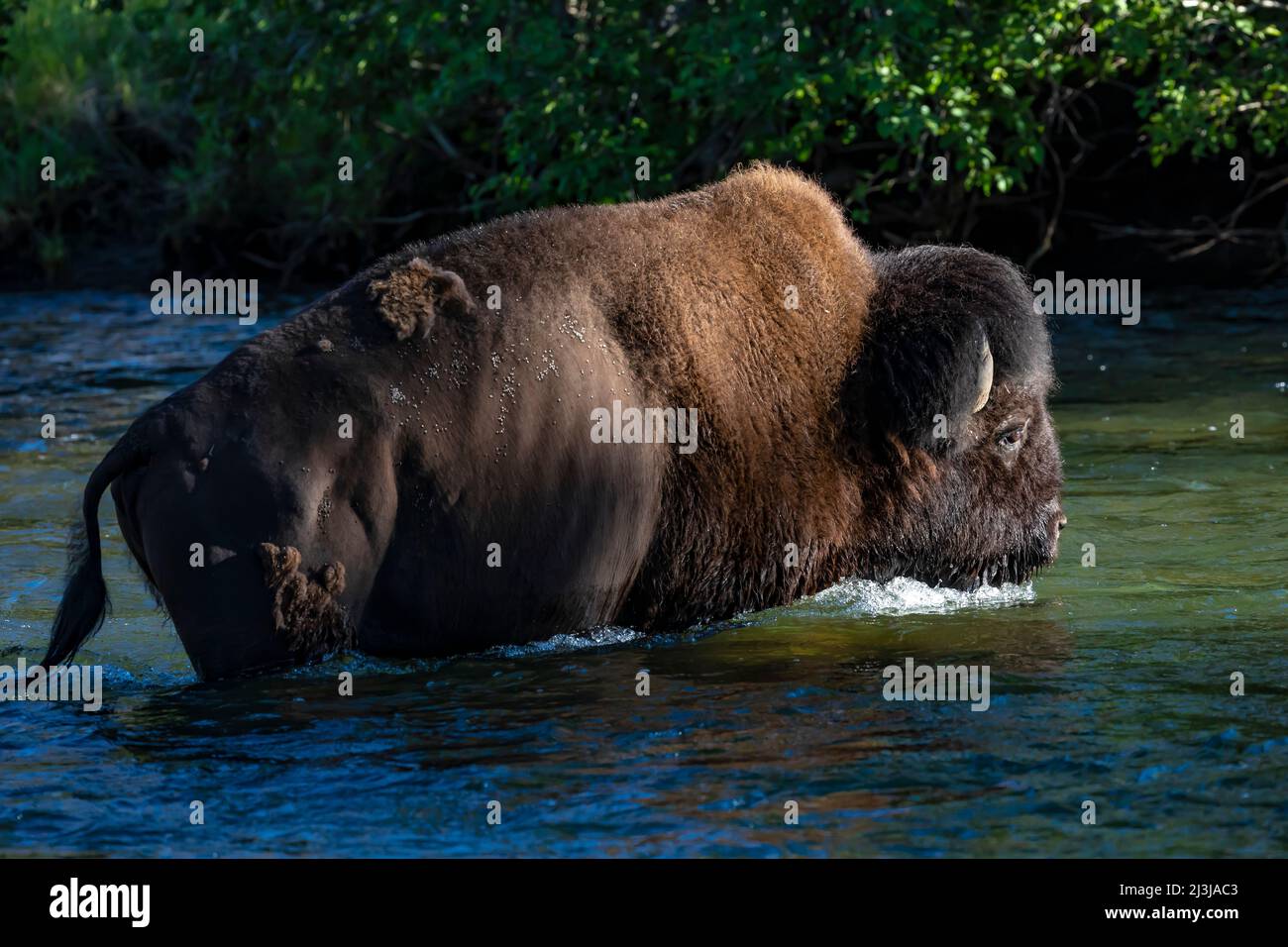 Buffalo crossing Slough Creek in Yellowstone National Park, USA Stock ...