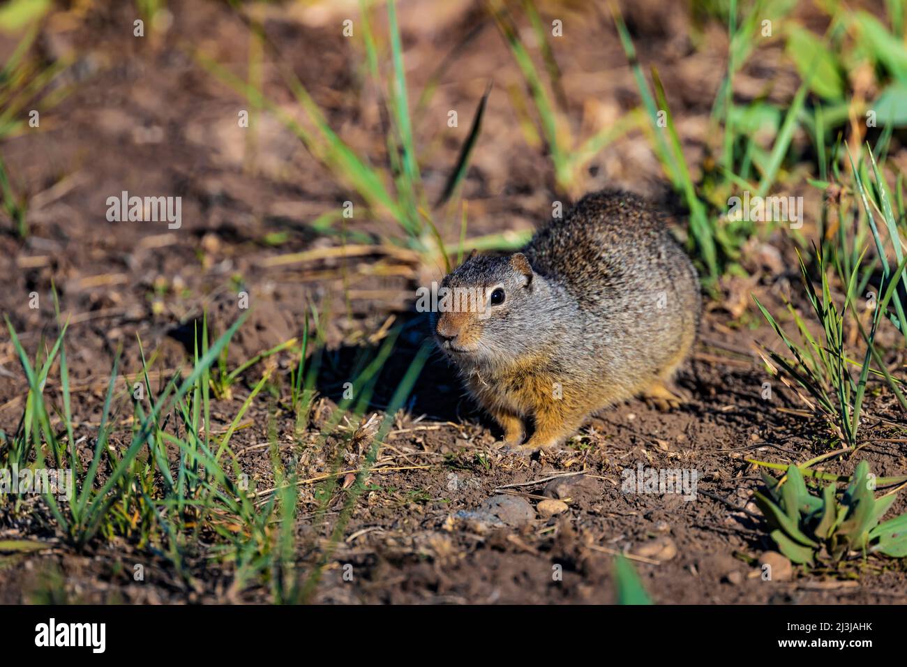 Uinta Ground Squirrel, Spermophilus armatus, foraging outside its ...