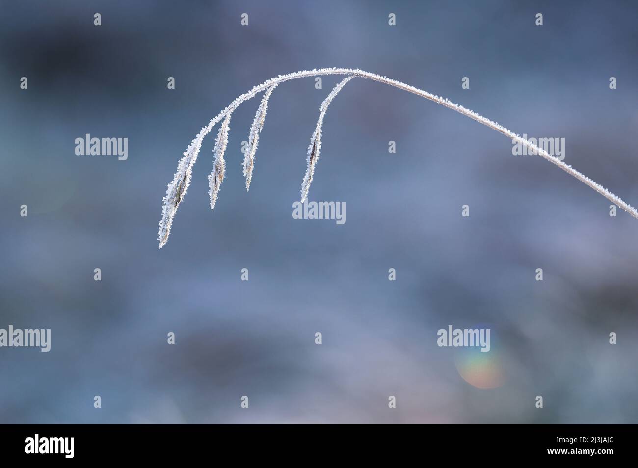 Grass panicle covered with hoarfrost glistens in the morning light ...