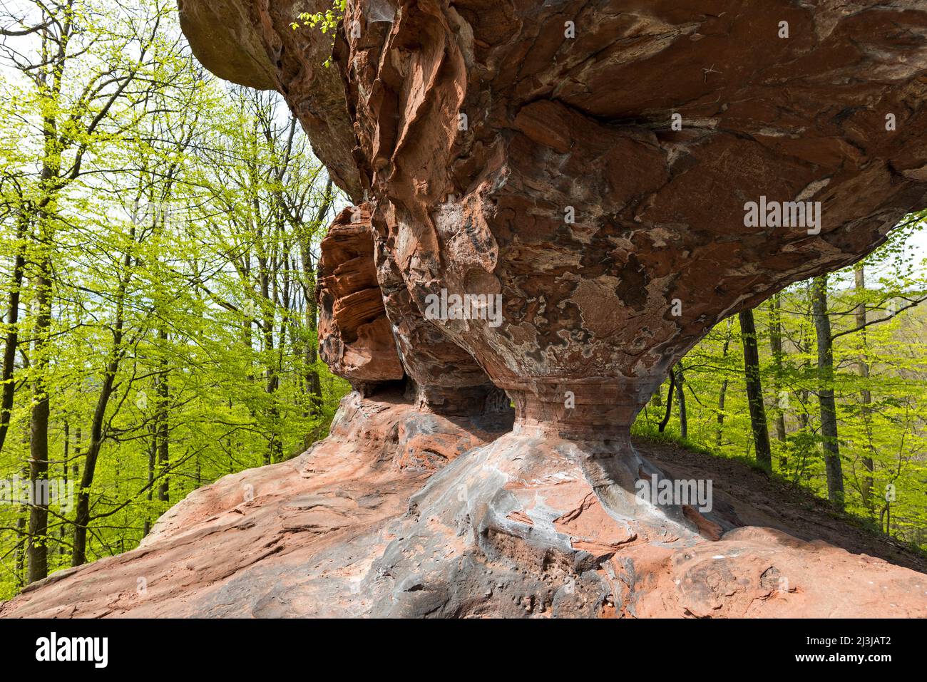 Pea rock, massif of red sandstone, deciduous forest in spring green ...