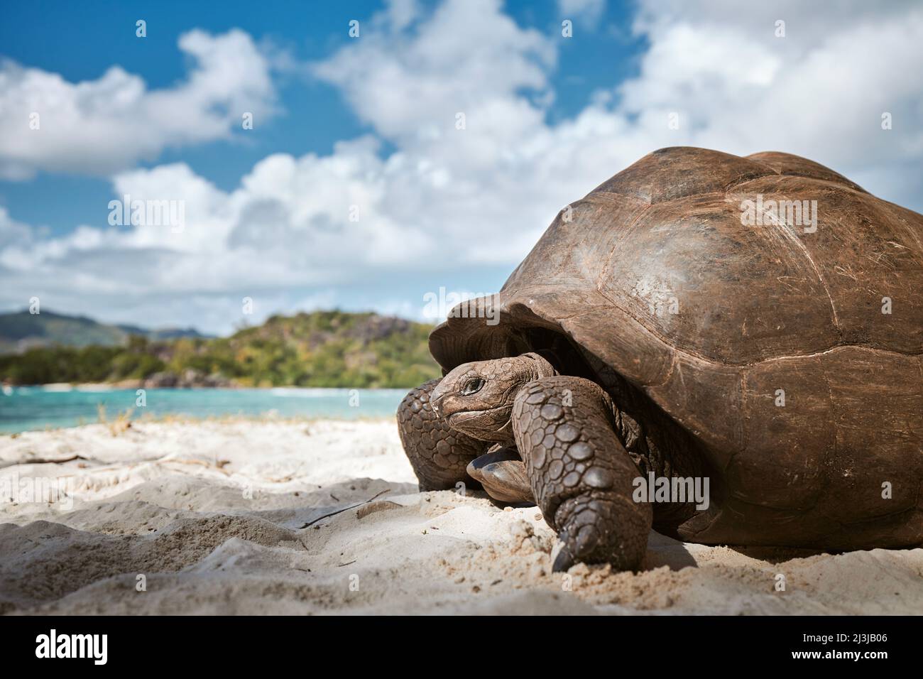 Seychelles tortoise beach hi-res stock photography and images - Alamy