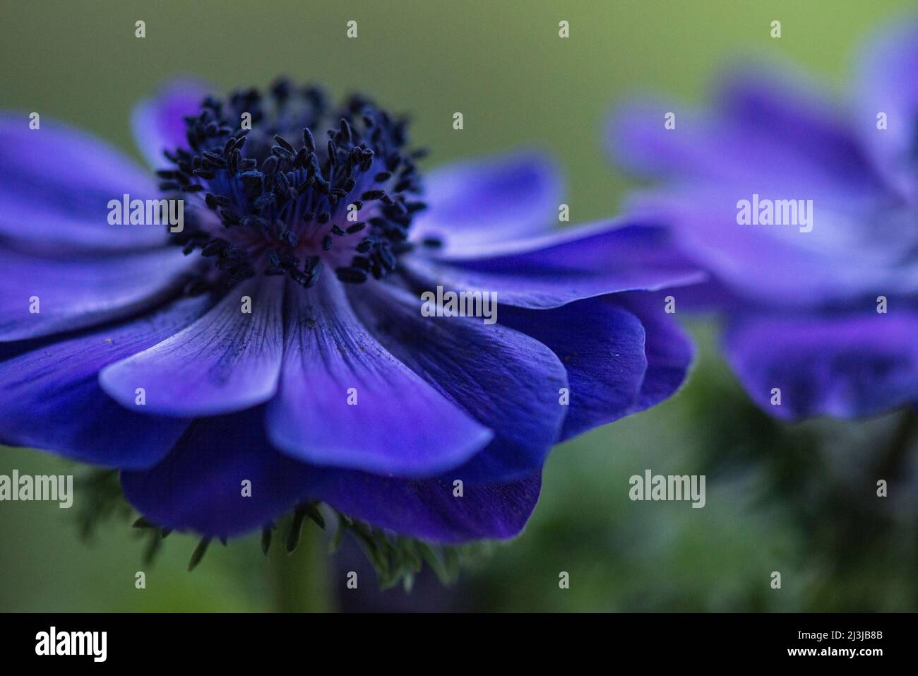 Crown anemone (Anemone coronaria), flowers in blue-violet, blue-black ...