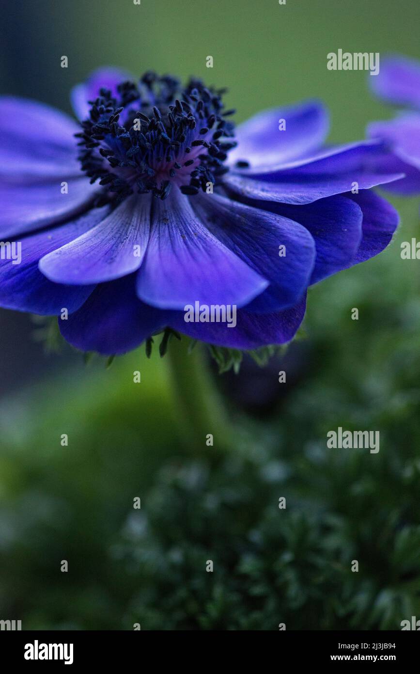 Crown anemone (Anemone coronaria), flowers in blue-violet, blue-black ...
