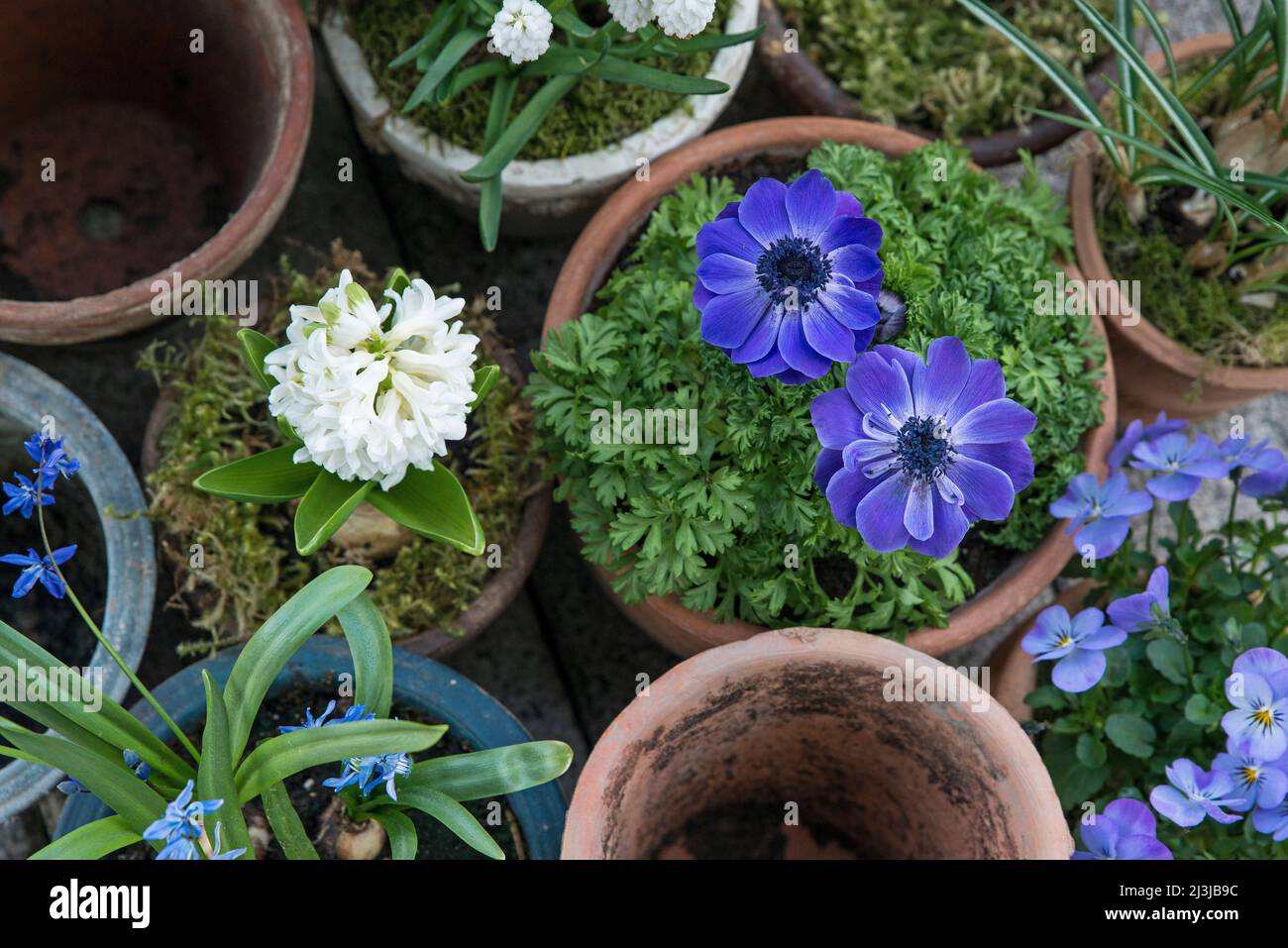 Pots With Anemones High Resolution Stock Photography and Images - Alamy