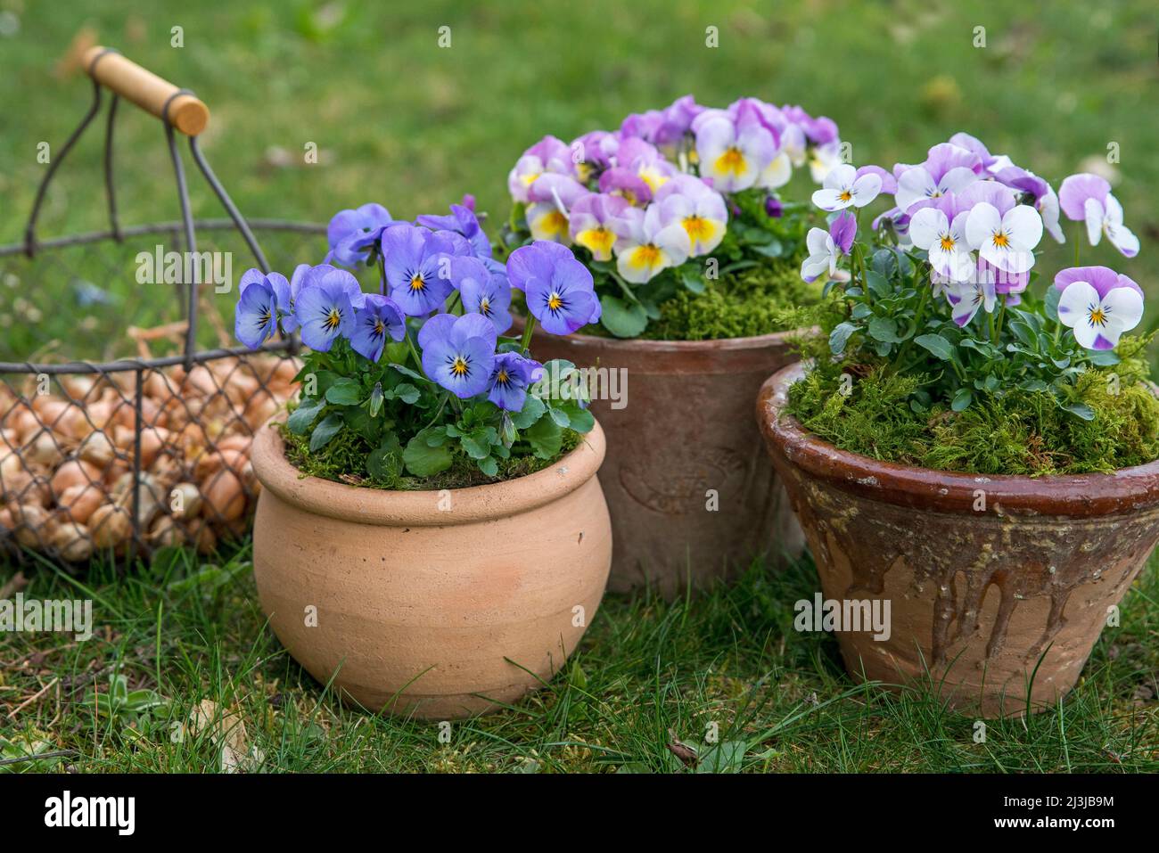 Pansies in containers hi-res stock photography and images - Alamy