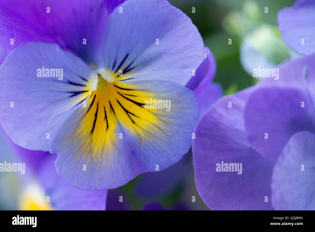 Blossom in purple and yellow hi-res stock photography and images - Alamy