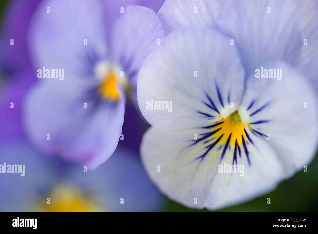 Two flowers of pansy violet hi-res stock photography and images - Alamy
