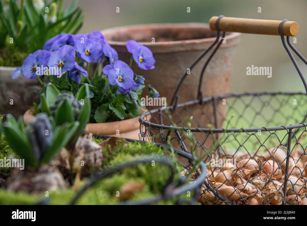 Pot with blue horned violets (Viola cornuta) and basket with plug ...