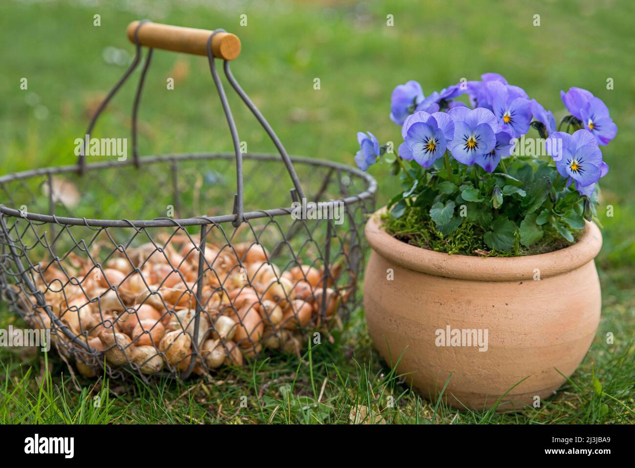 Pot with blue horned violets (Viola cornuta) and basket with plug ...