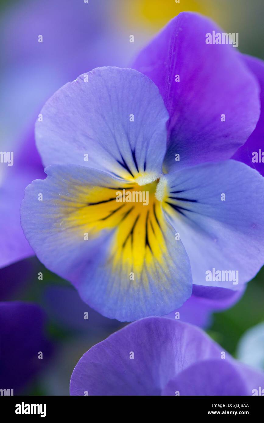 Blossom in purple and yellow hi-res stock photography and images - Alamy