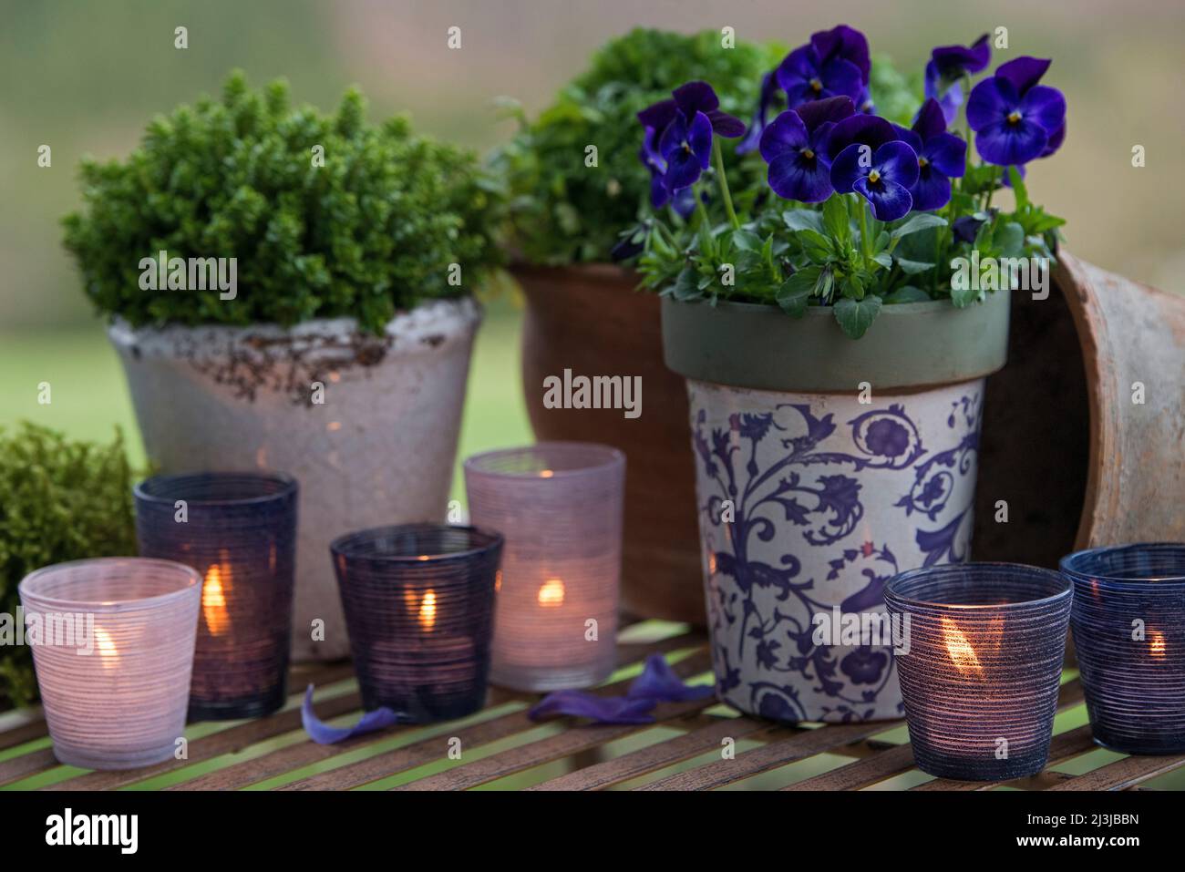 Still life, pots with blue blooming horned violets and herbs, burning ...