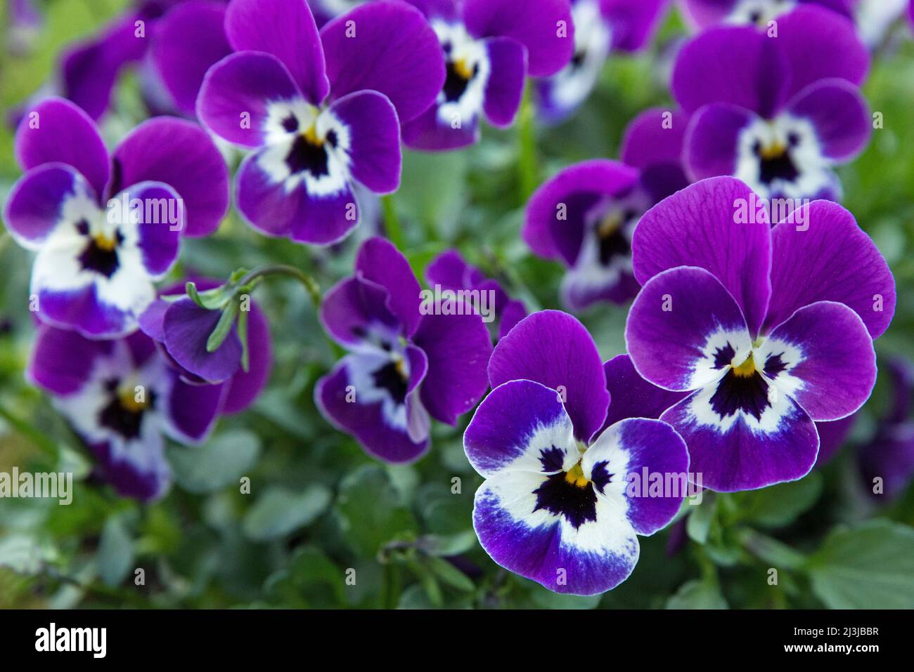 Horned violet (Viola cornuta), purple and white flowers Stock Photo - Alamy