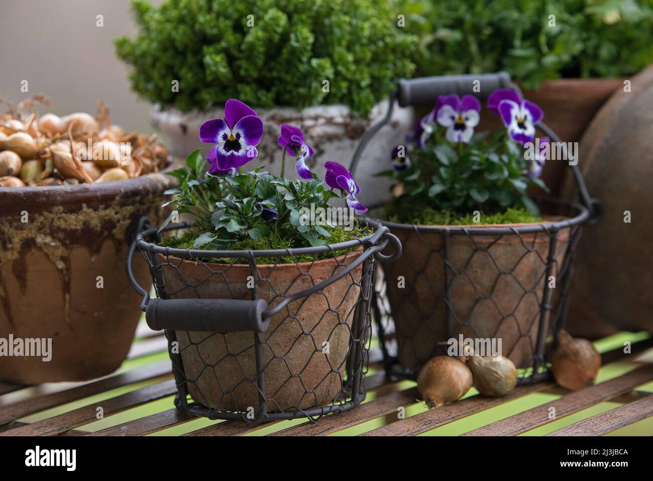 Viola cornuta container hi-res stock photography and images - Alamy