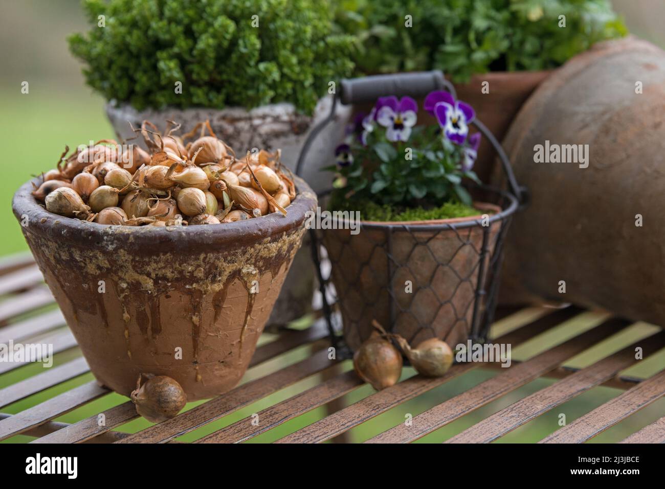 Growing onions in pots hi-res stock photography and images - Alamy
