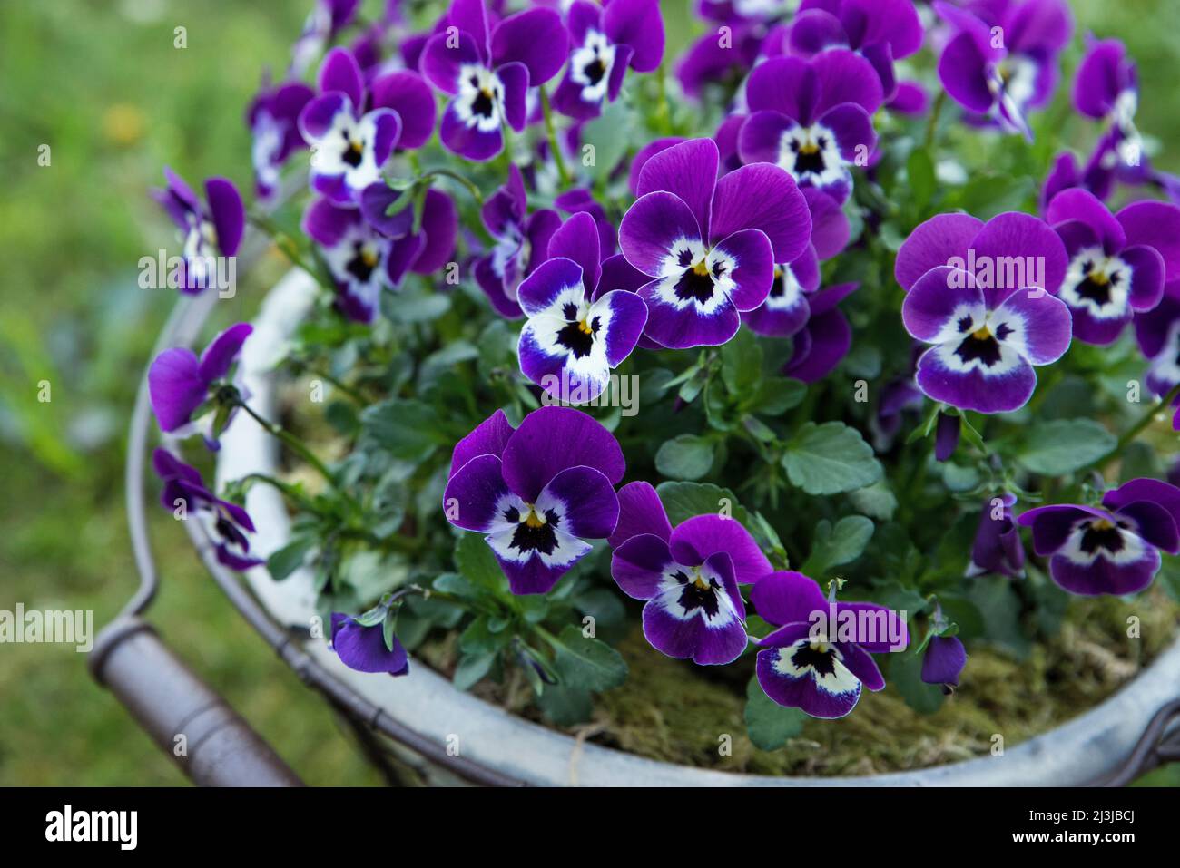 Horned violet (Viola cornuta) in a pot, flowers in purple and white ...