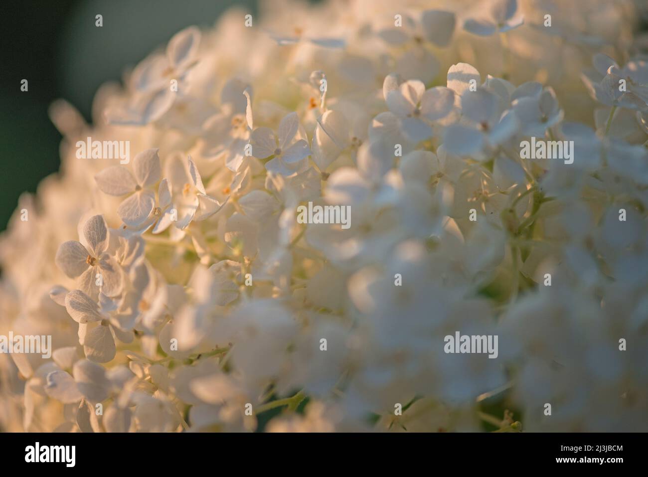 Snowball hydrangea, forest hydrangea (Hydrangea arborescens), flowers ...