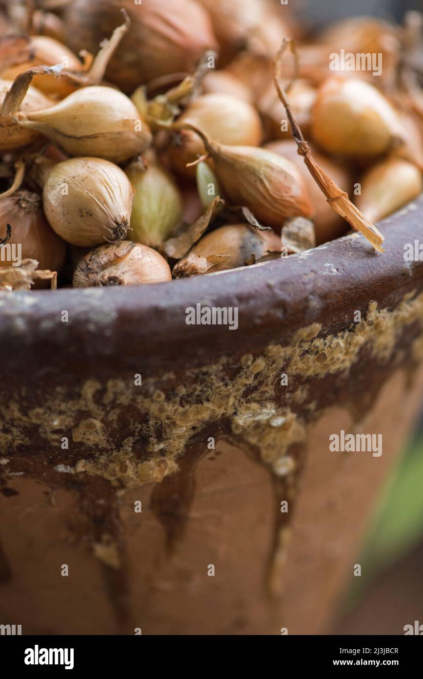 Pot with onions Stock Photo - Alamy