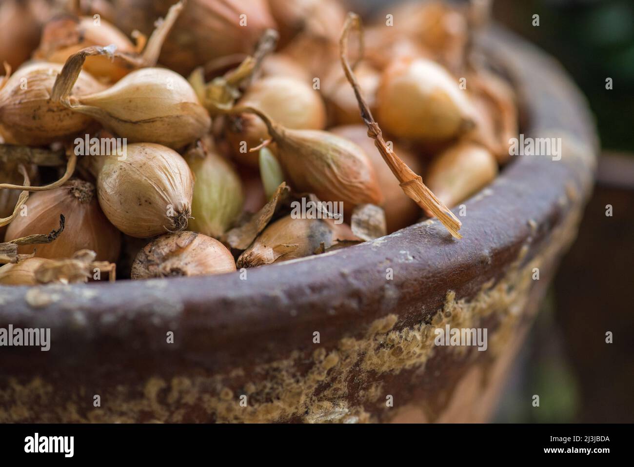 Potager garden containers hi-res stock photography and images - Alamy