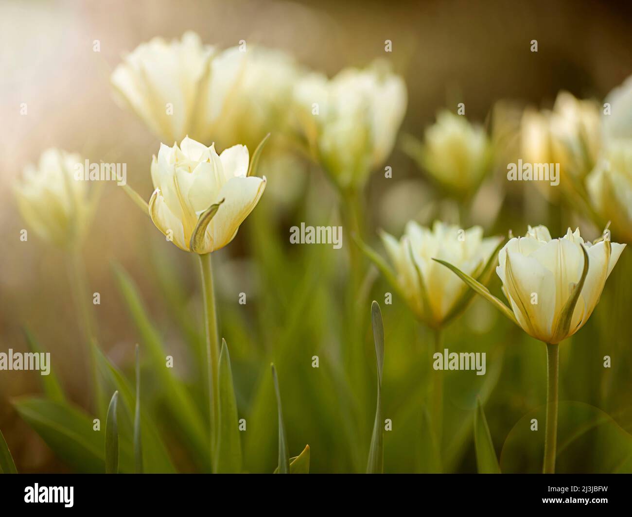 Backlit white tulips hi-res stock photography and images - Alamy