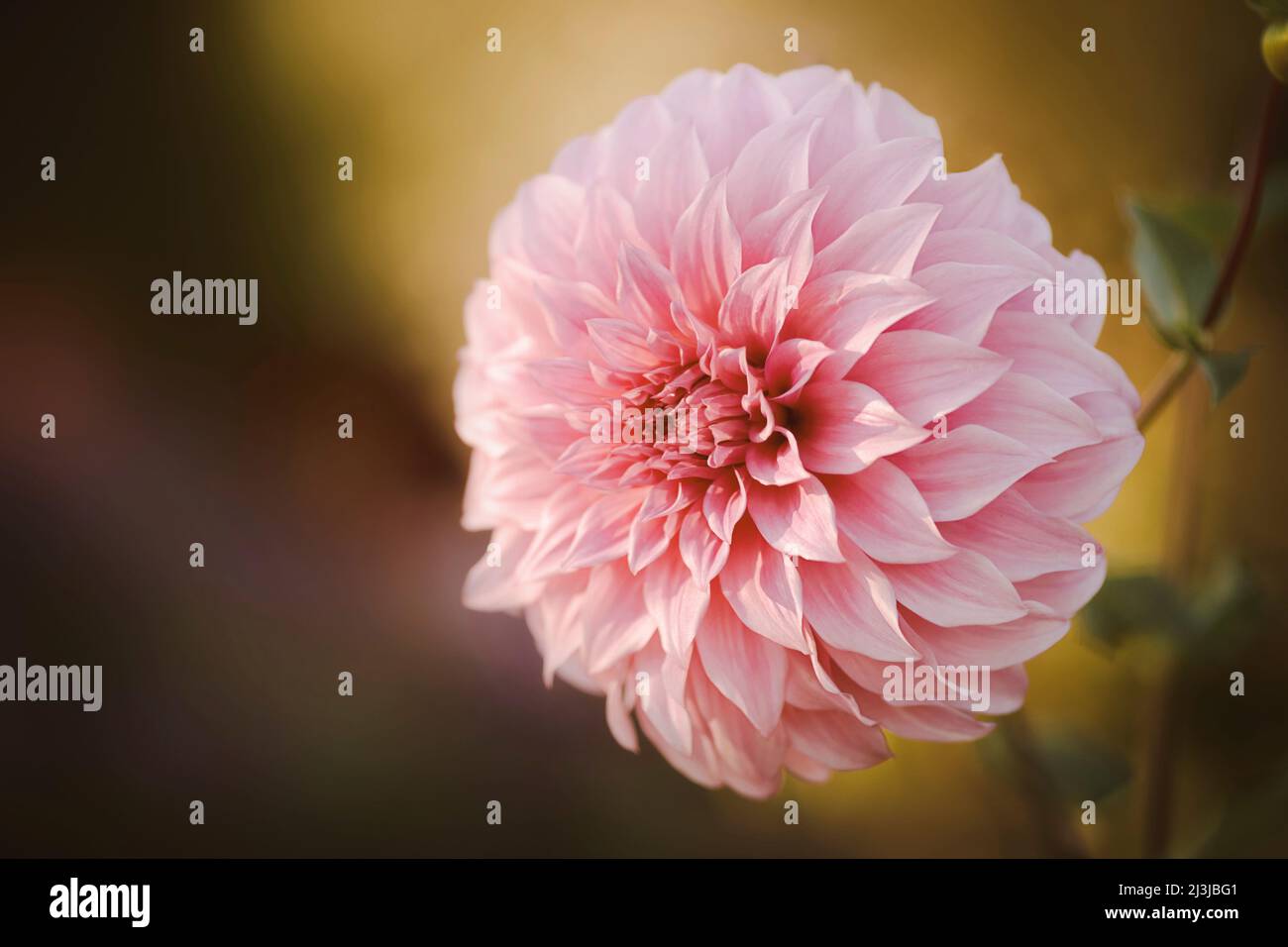 Flower, dahlia, dahlia hybrid, blossom, soft pink, closeup Stock Photo ...