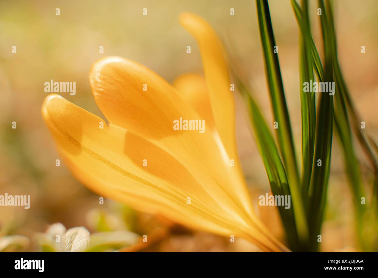 Yellow crocus petals hi-res stock photography and images - Alamy