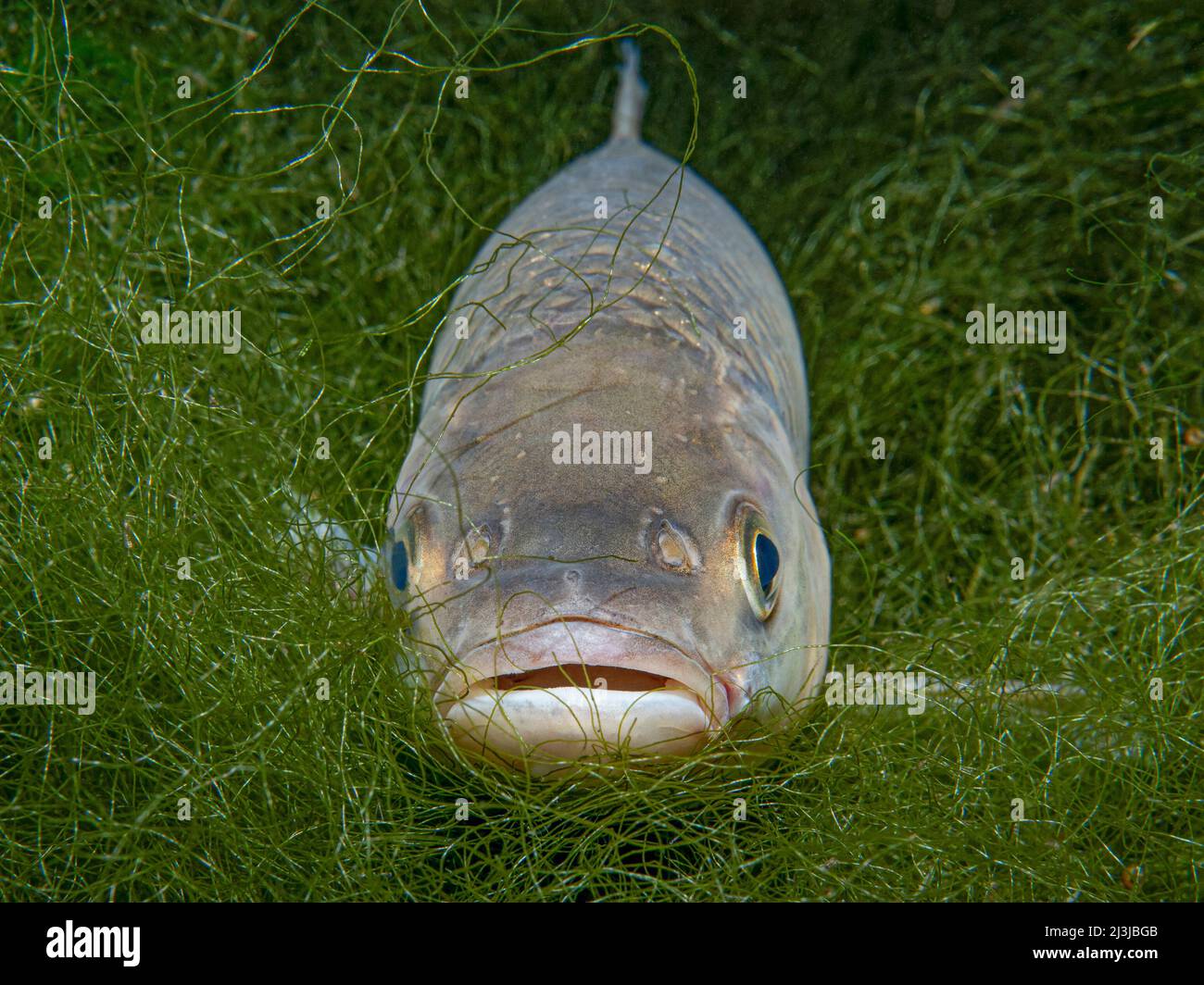 Common chub, Squalius cephalus Stock Photo - Alamy