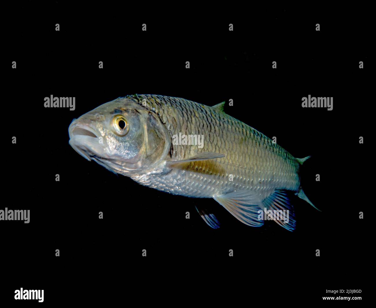 Common chub, Squalius cephalus Stock Photo - Alamy