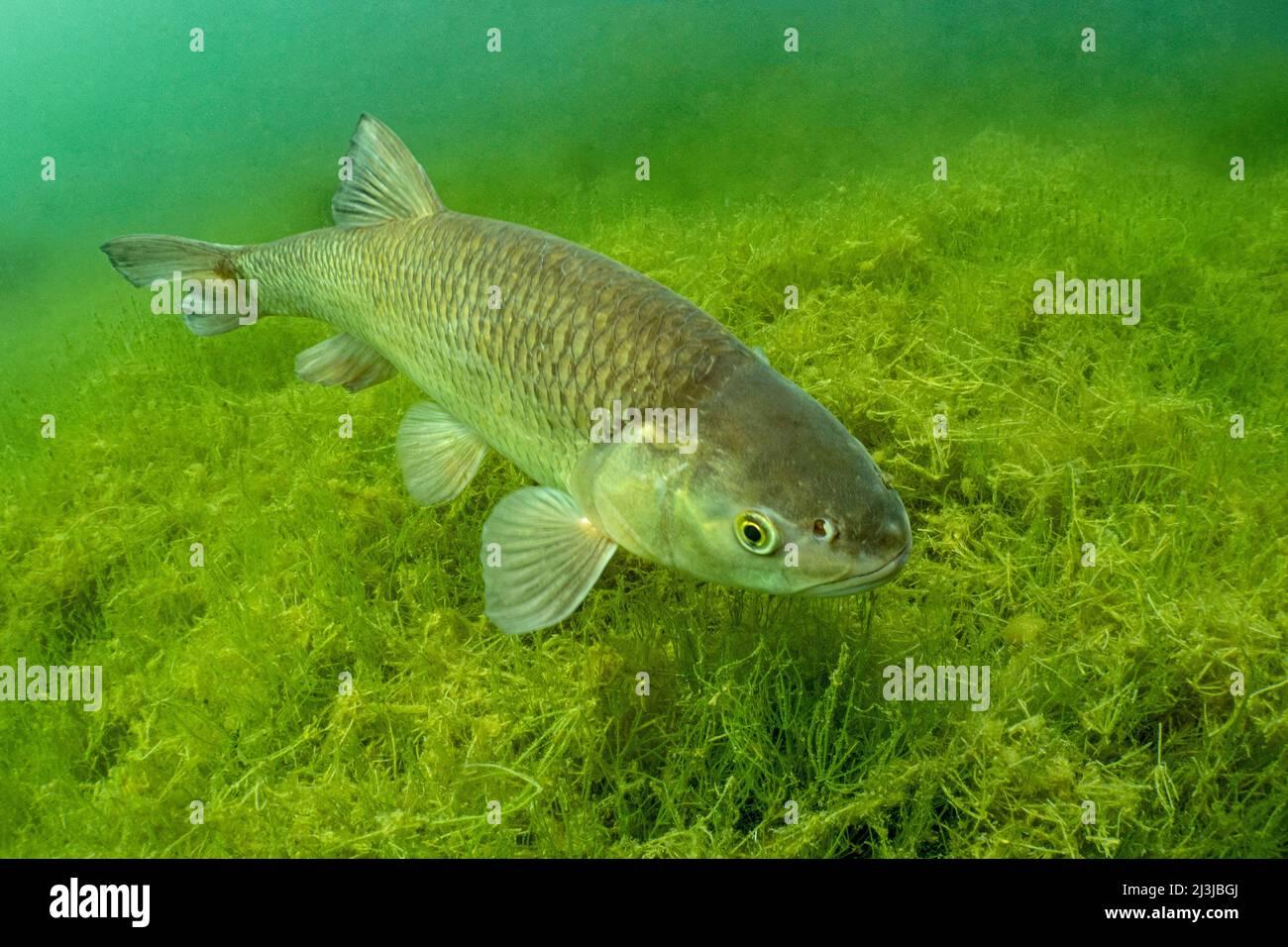 Common chub, Squalius cephalus Stock Photo - Alamy