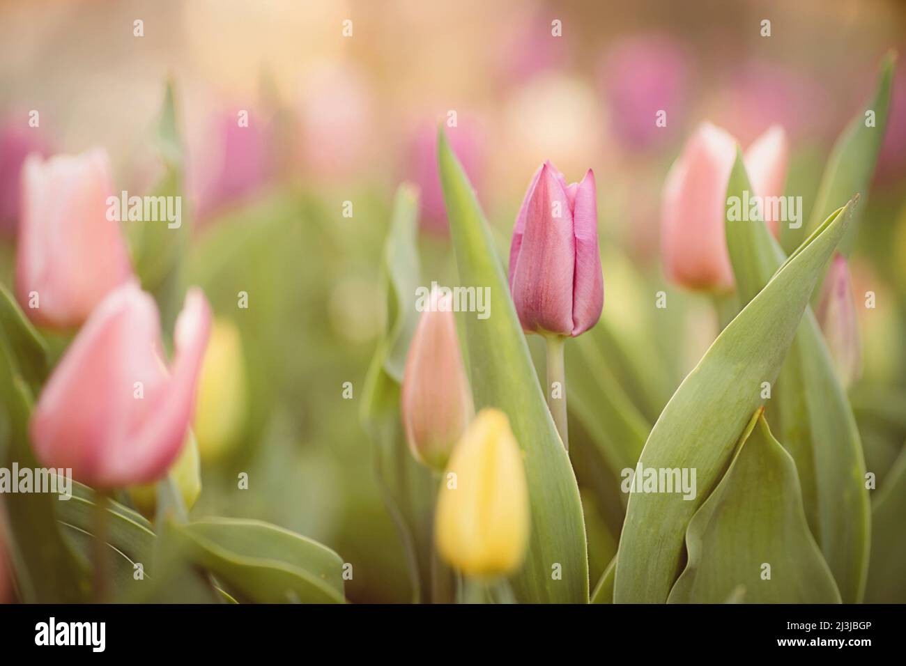 Soft blooms hi-res stock photography and images - Alamy