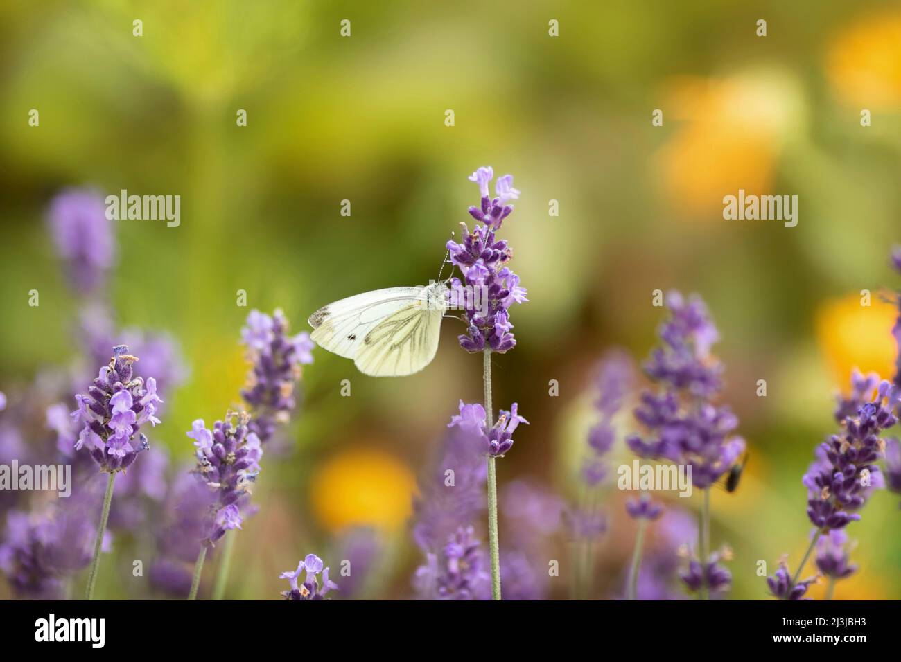 Flowering lavender and butterfly hi-res stock photography and images ...