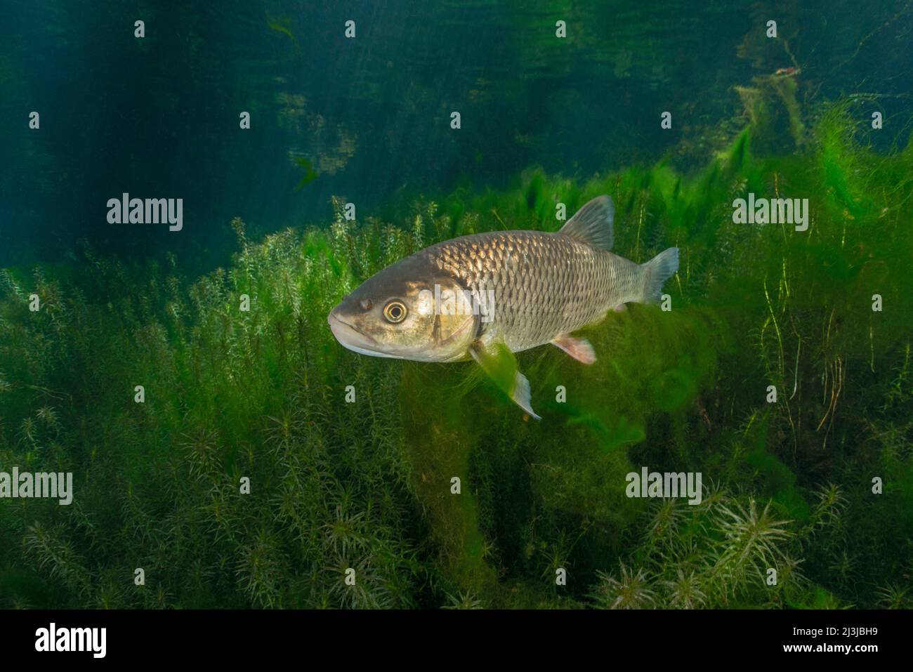 Common chub, Squalius cephalus Stock Photo - Alamy