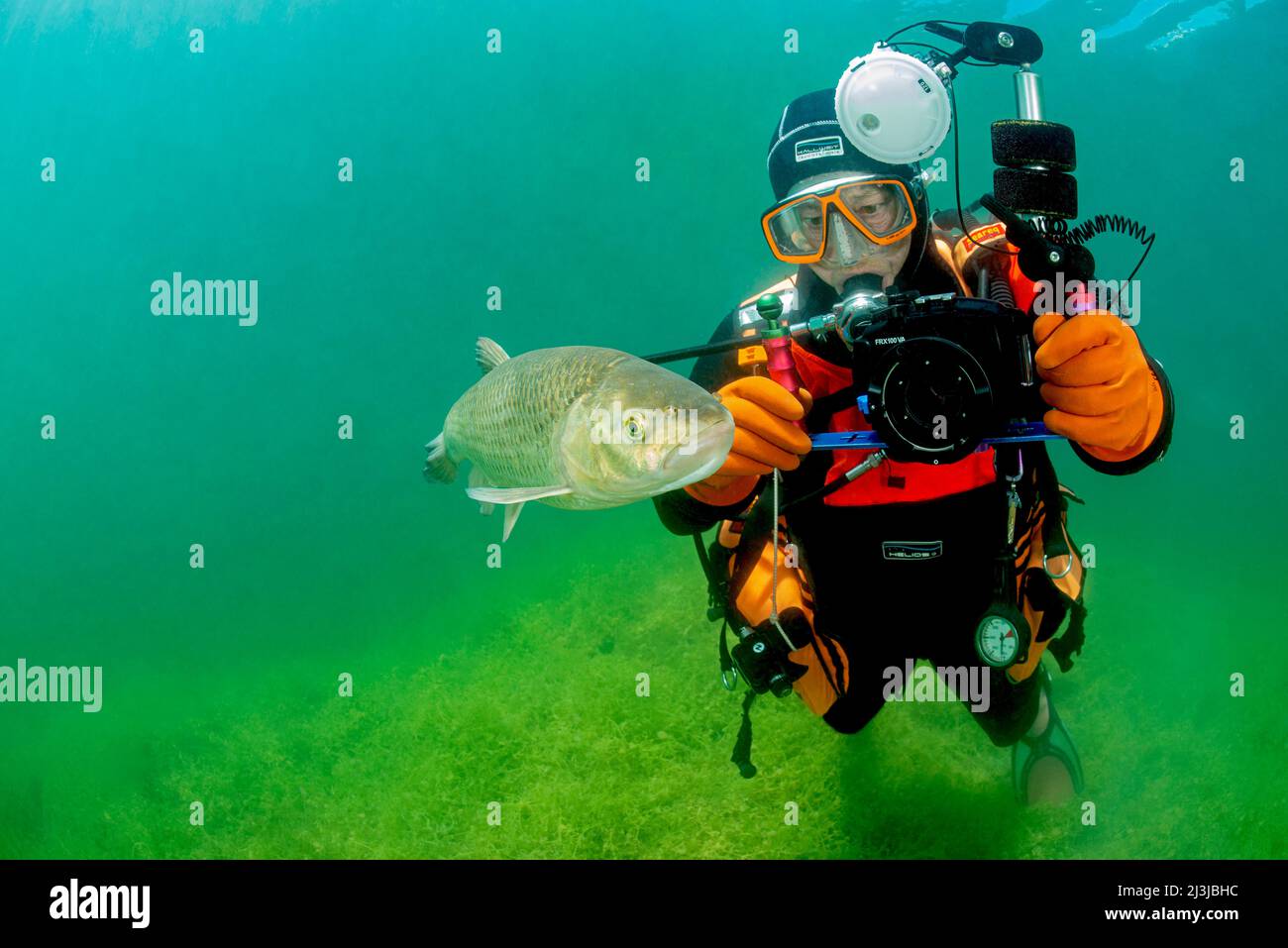 Common chub, Squalius cephalus, diver with camera Stock Photo - Alamy