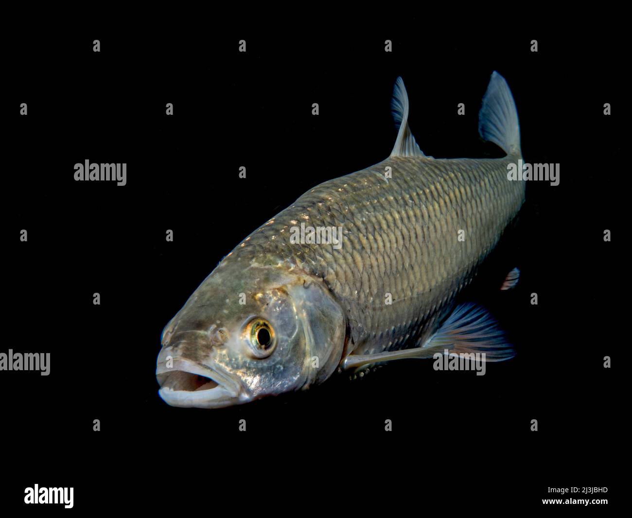 Common chub, Squalius cephalus Stock Photo - Alamy