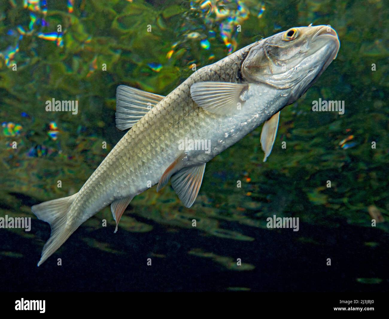 Common chub, Squalius cephalus Stock Photo - Alamy