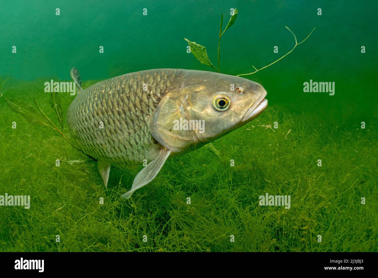 Common chub, Squalius cephalus Stock Photo - Alamy