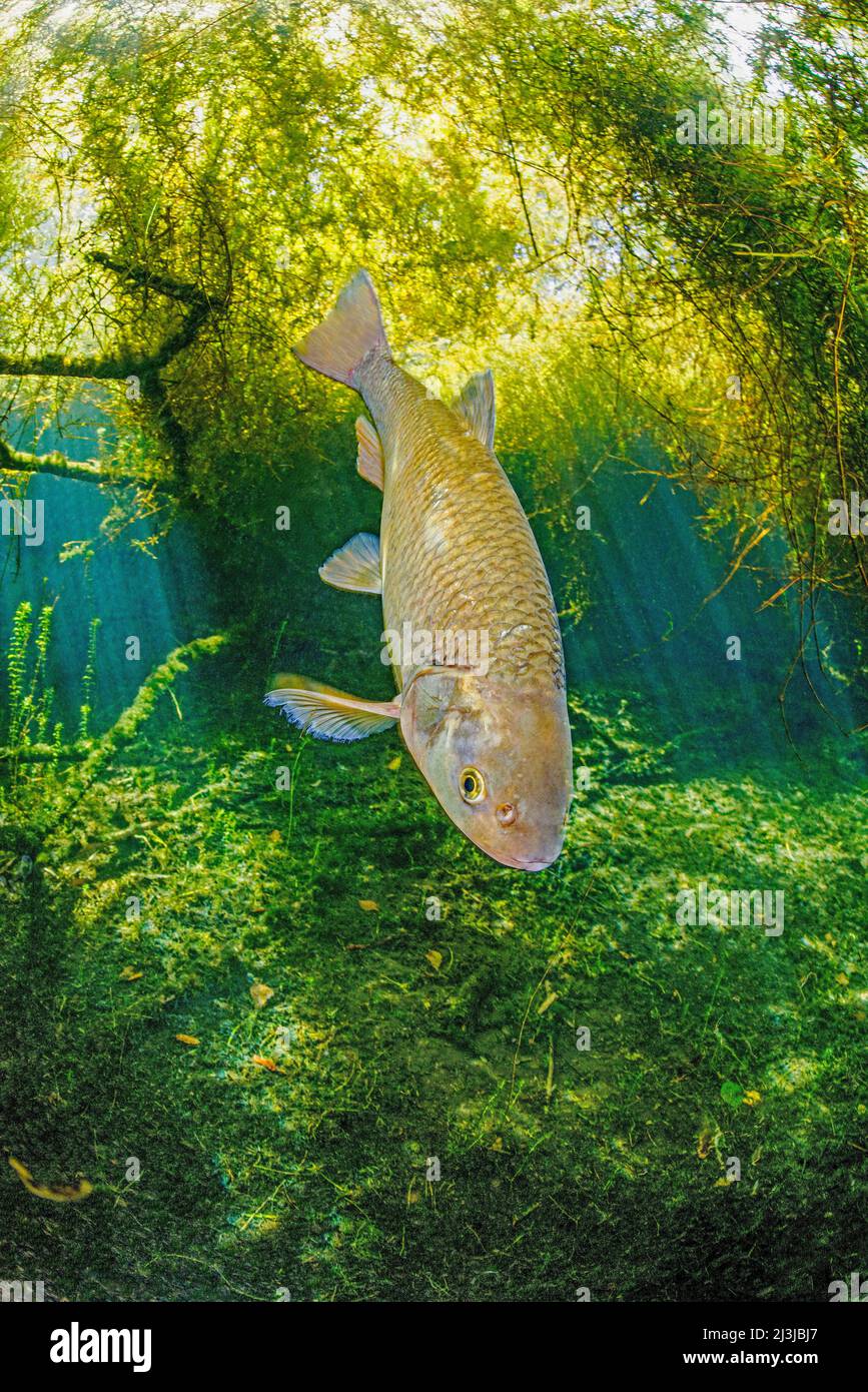 Common chub, Squalius cephalus Stock Photo - Alamy